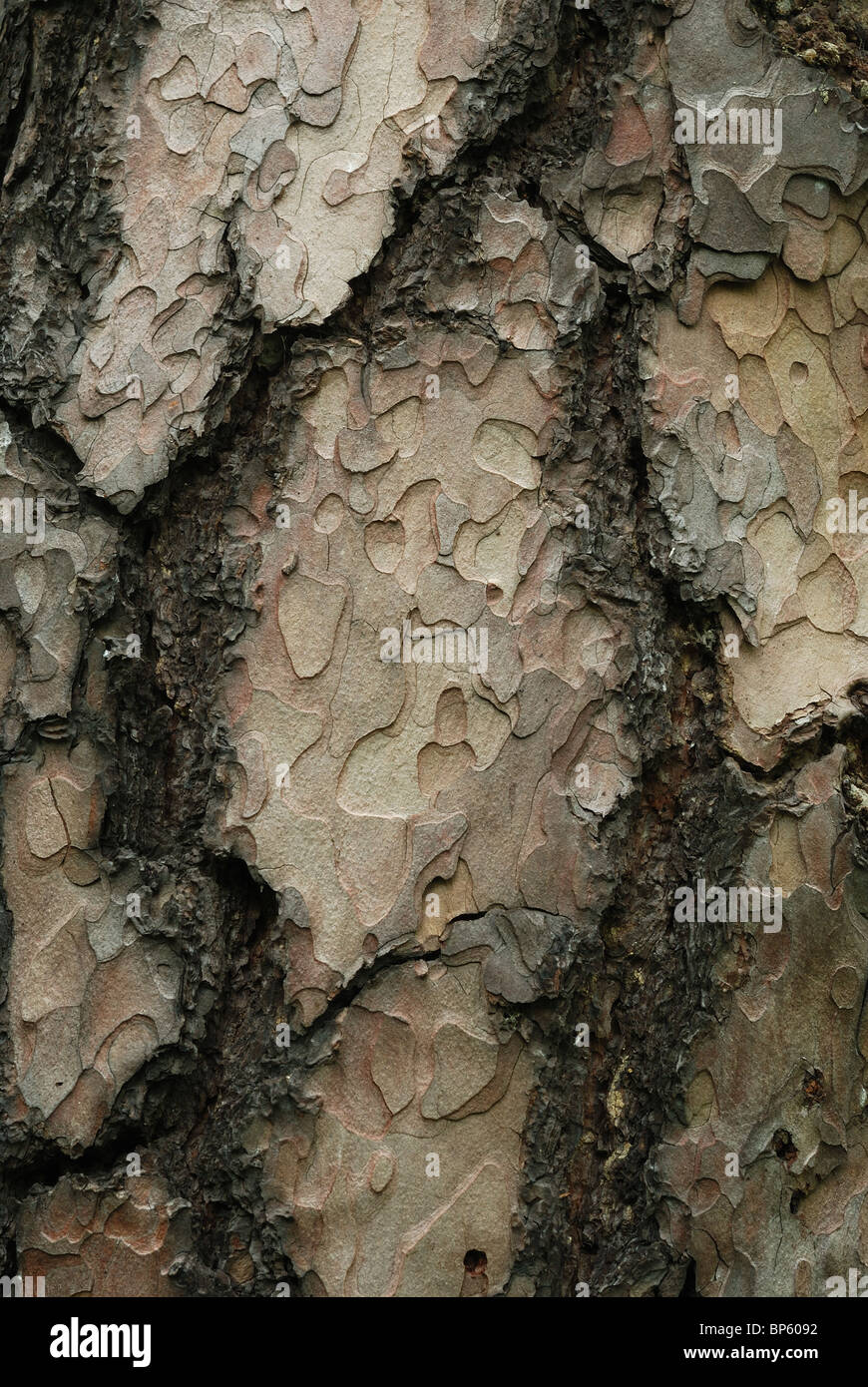 strange tree bark texture great for background Stock Photo - Alamy