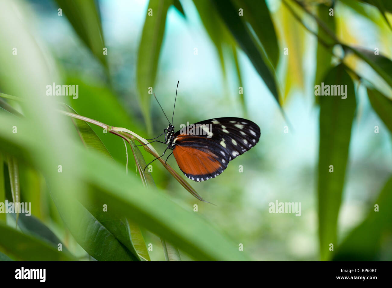 Ethra hi-res stock photography and images - Alamy