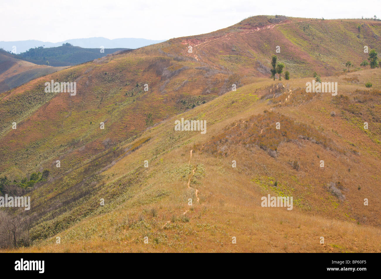 ex-rainforest Eastern Madagascar Stock Photo - Alamy
