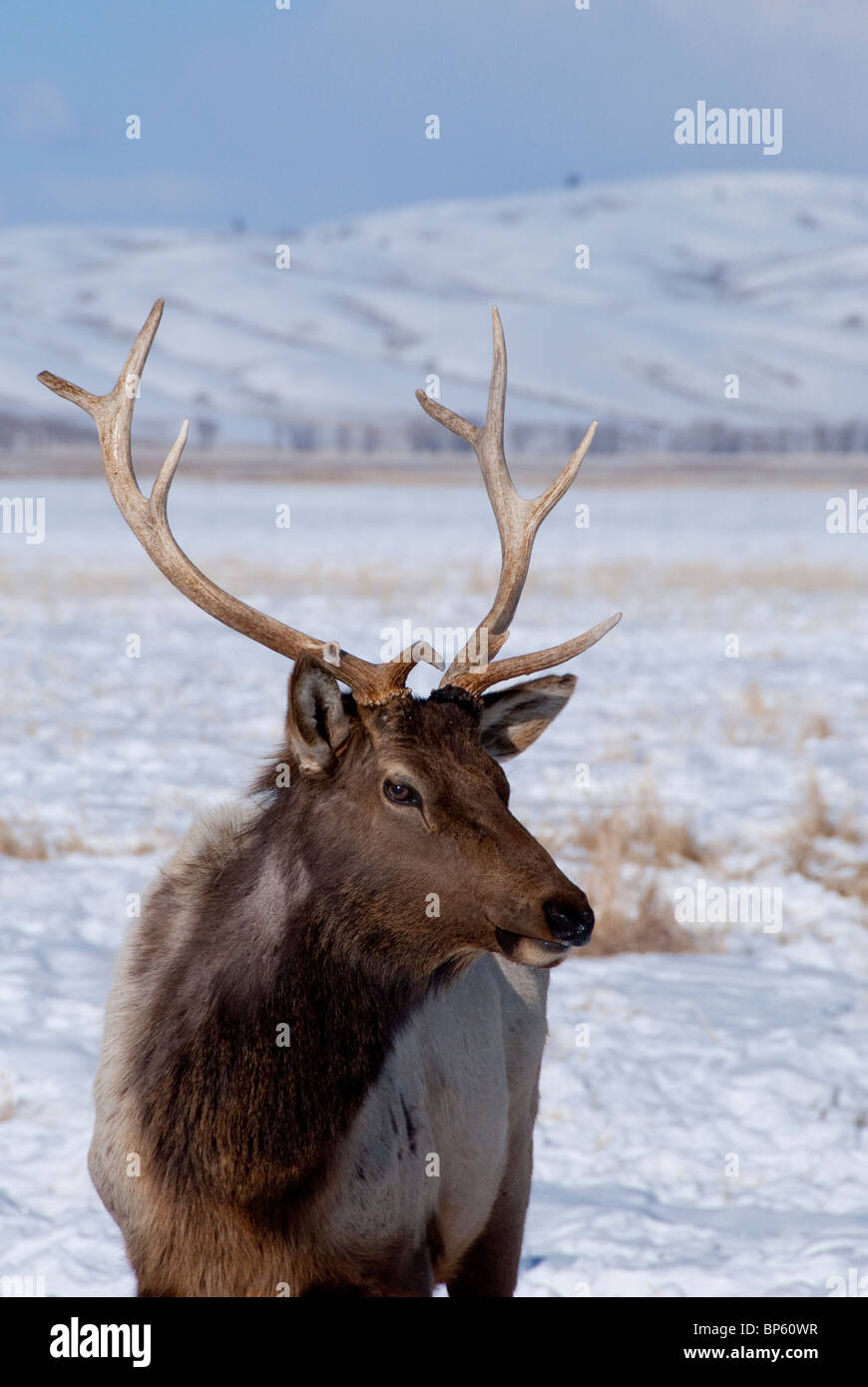 Bull Elk Face