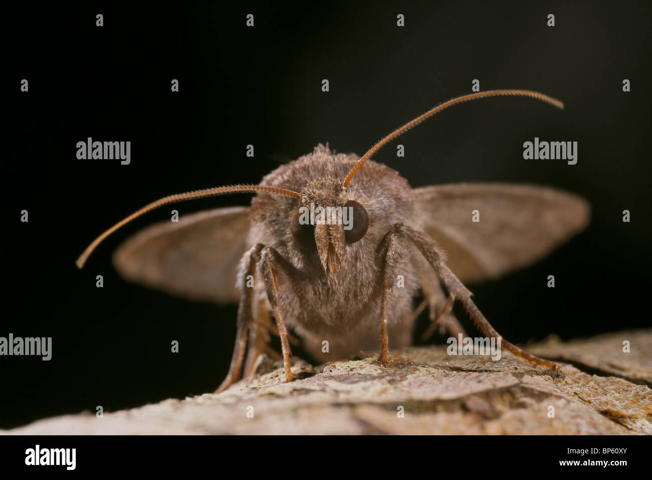 The Crescent, Celaena leucostigma moth Stock Photo - Alamy