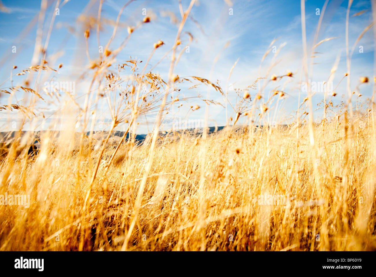 Dried golden grass in a field Stock Photo - Alamy