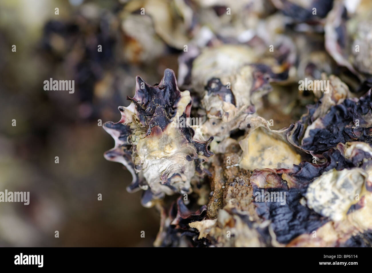 Shells on Shelly Beach, New Zealand Stock Photo - Alamy