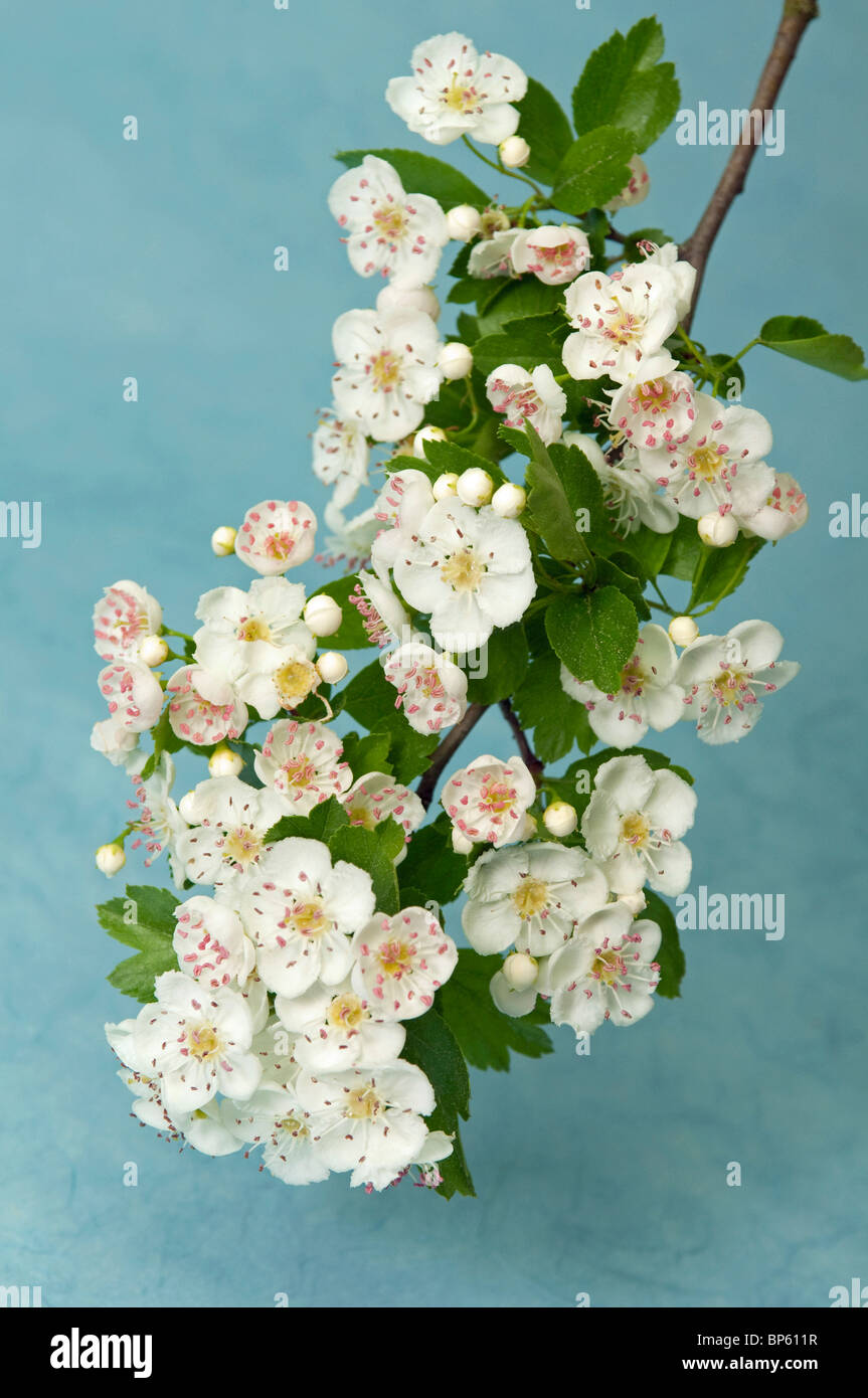 Hawthorn (Crataegus sp.), flowering twig, studio picture Stock Photo ...