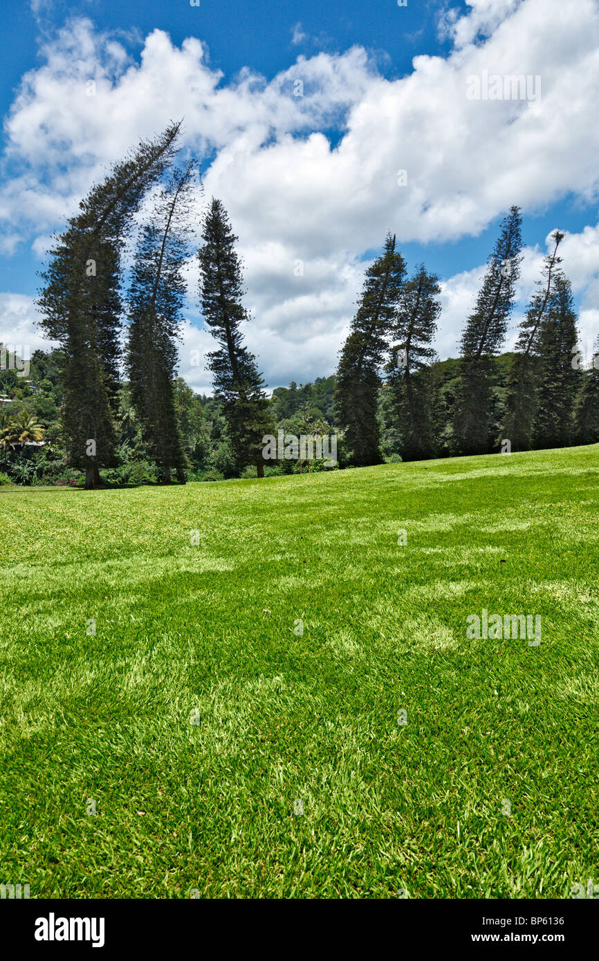 Crooked Cook Pines (Araucaria columnaris) in Peradeniya Botanical ...