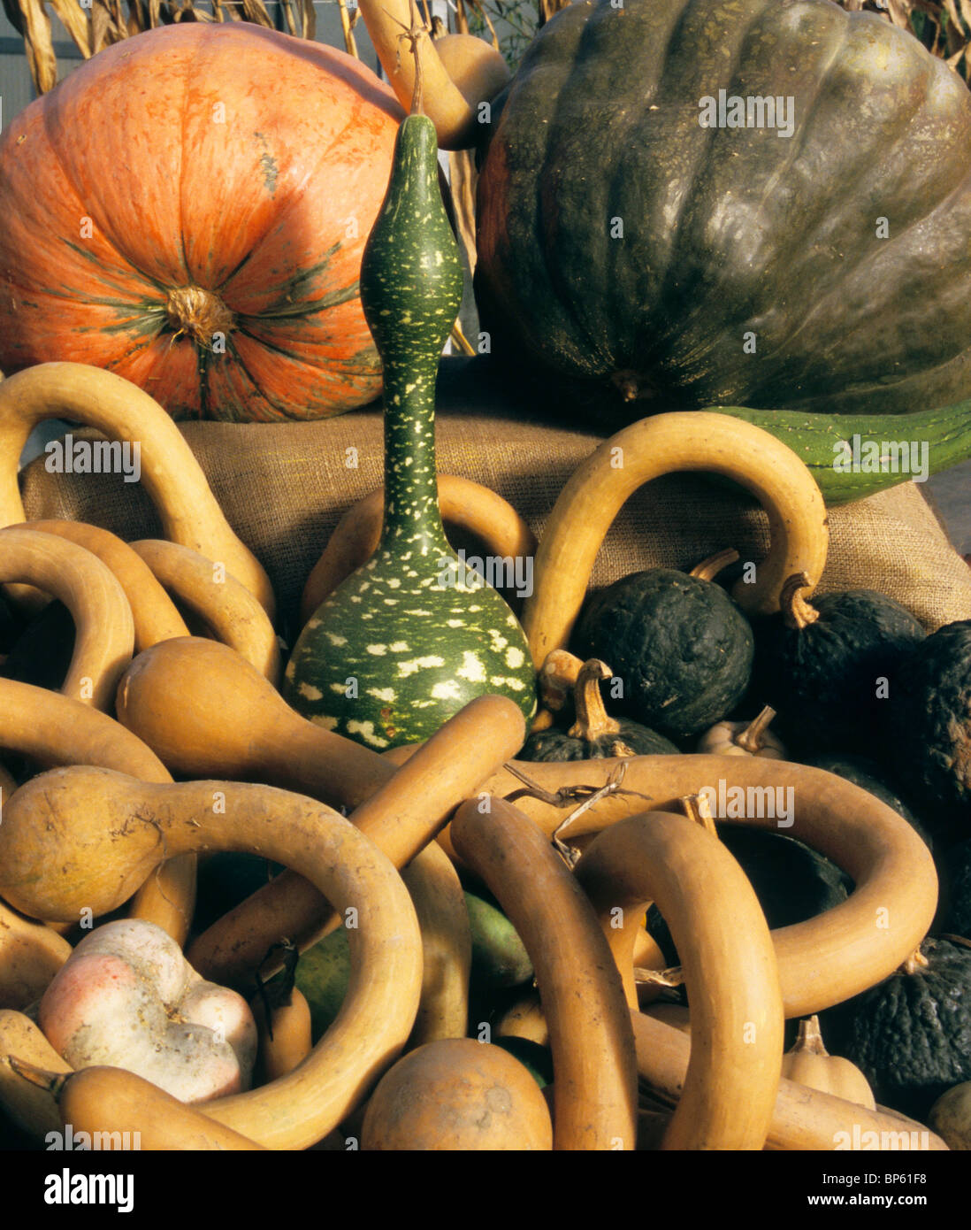 mixed pumpkins and squash Stock Photo - Alamy