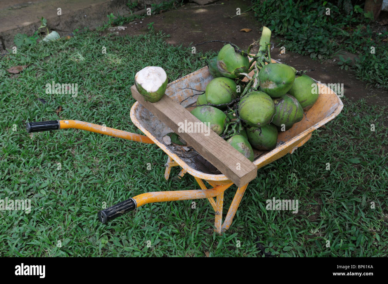 Freshly harvested coconuts, Costa Rica Stock Photo - Alamy
