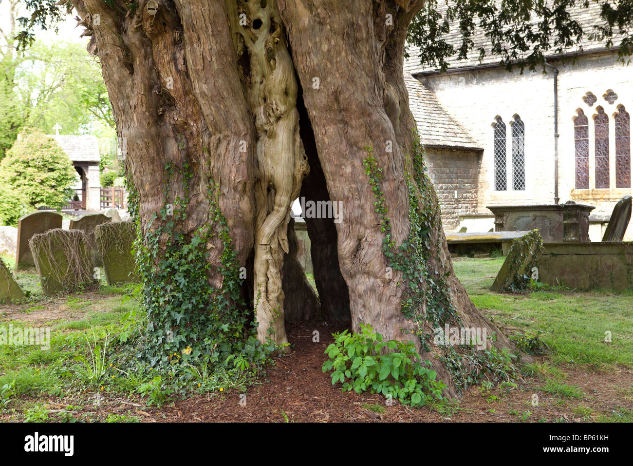 An ancient 8th century AD yew tree in the circular churchyard at ...