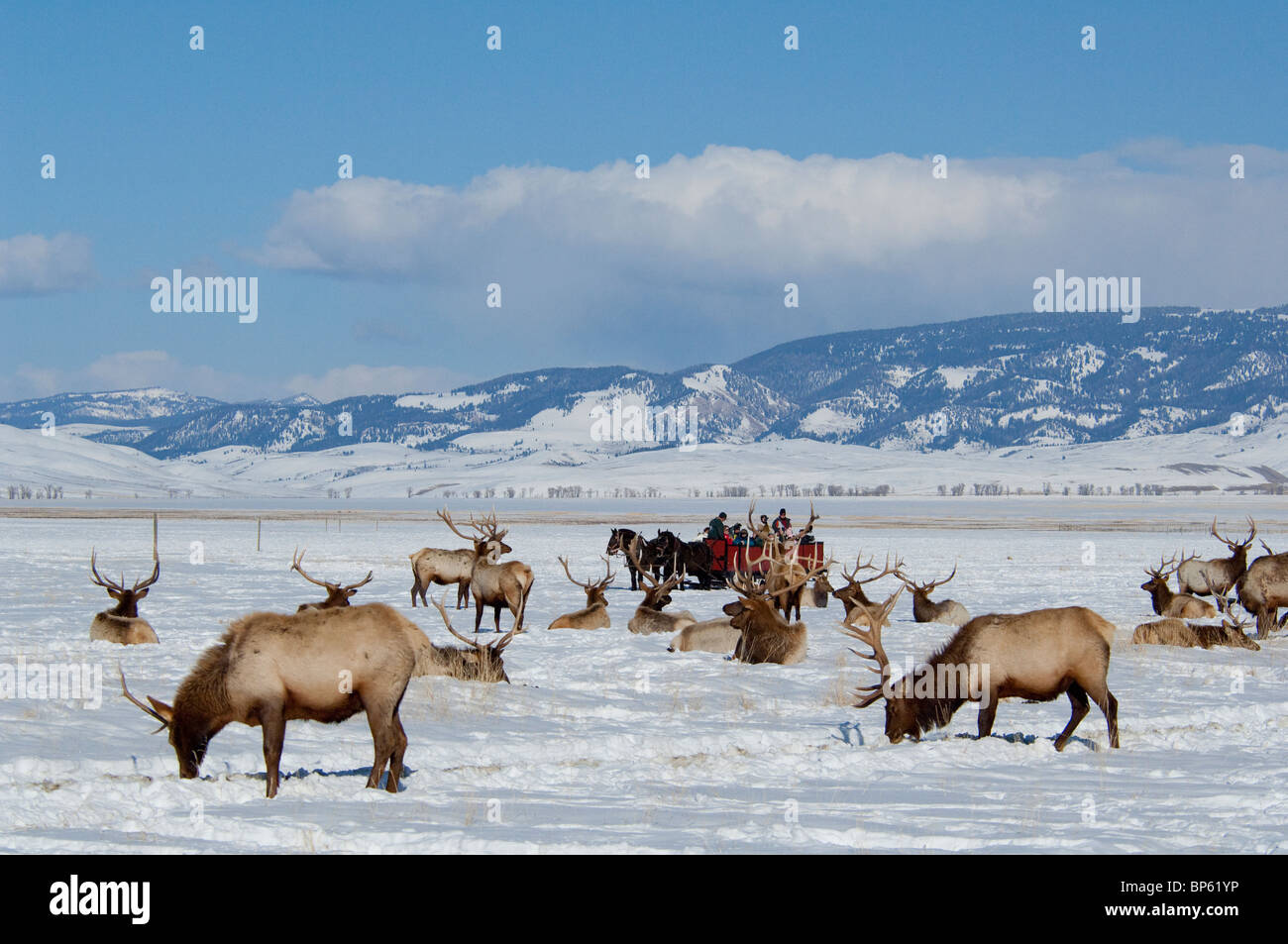 USA, Wyoming, Jackson Hole. National Elk Refuge in winter. Horse-drawn ...