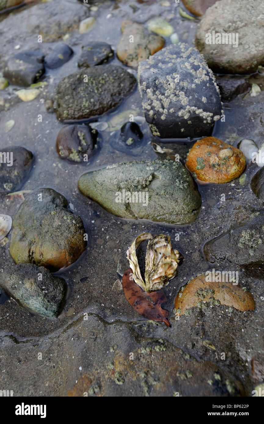 Shells on Shelly Beach, New Zealand Stock Photo - Alamy