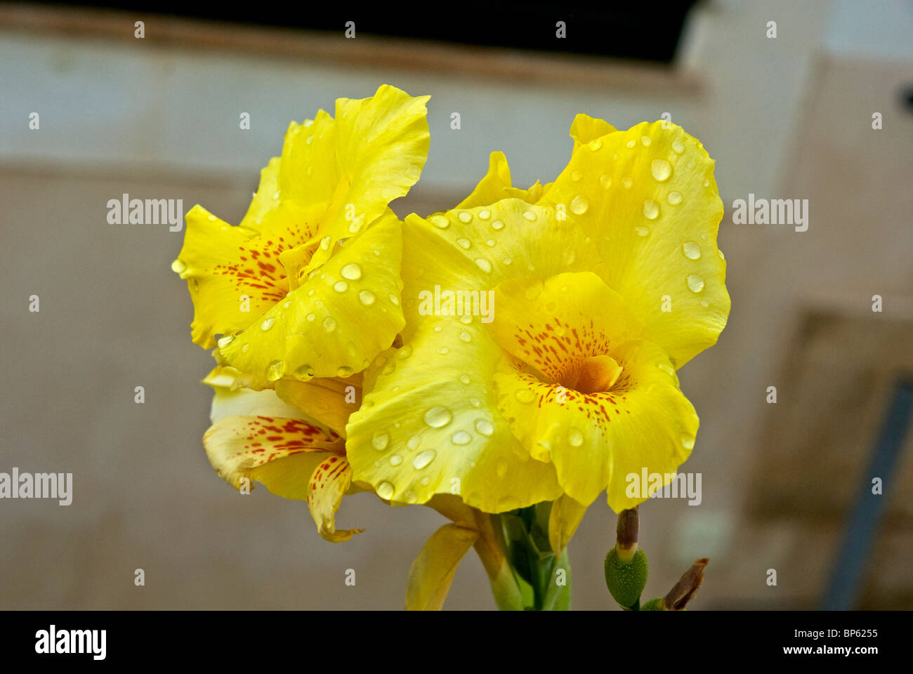 Spain Mallorca flower yellow Stock Photo - Alamy