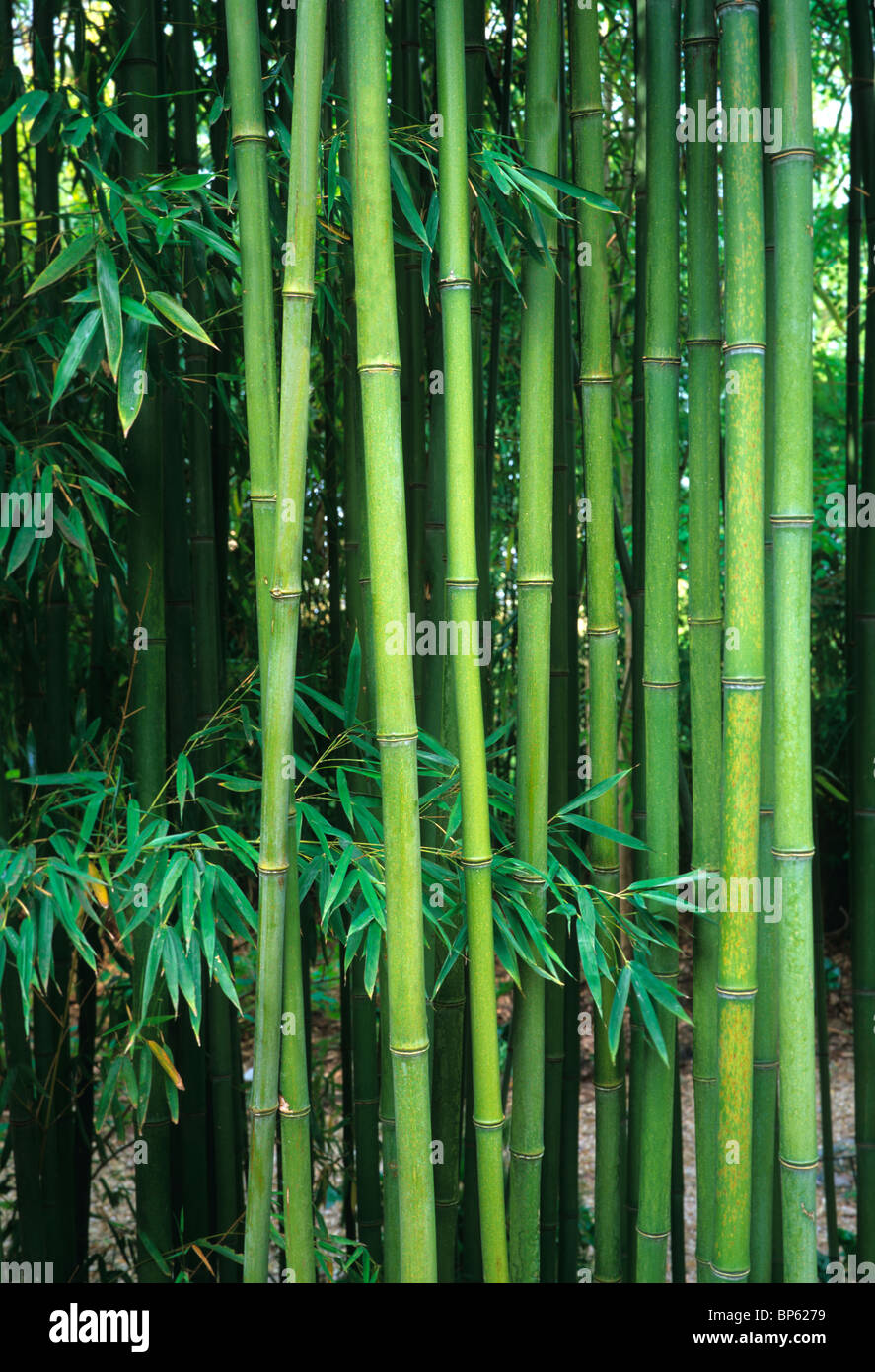 Close up picture of Bamboo Phyllostachys viridis Stock Photo - Alamy