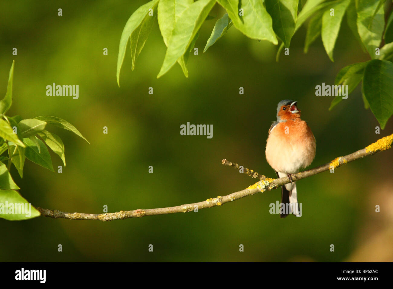Chaffinch singing a song Stock Photo - Alamy