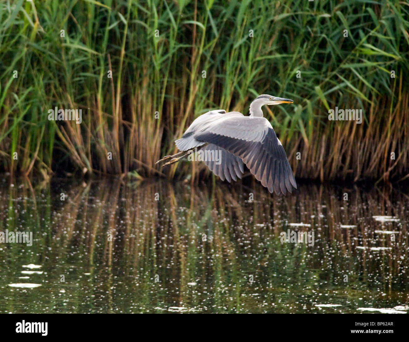 Grey Heron in Flight Stock Photo - Alamy
