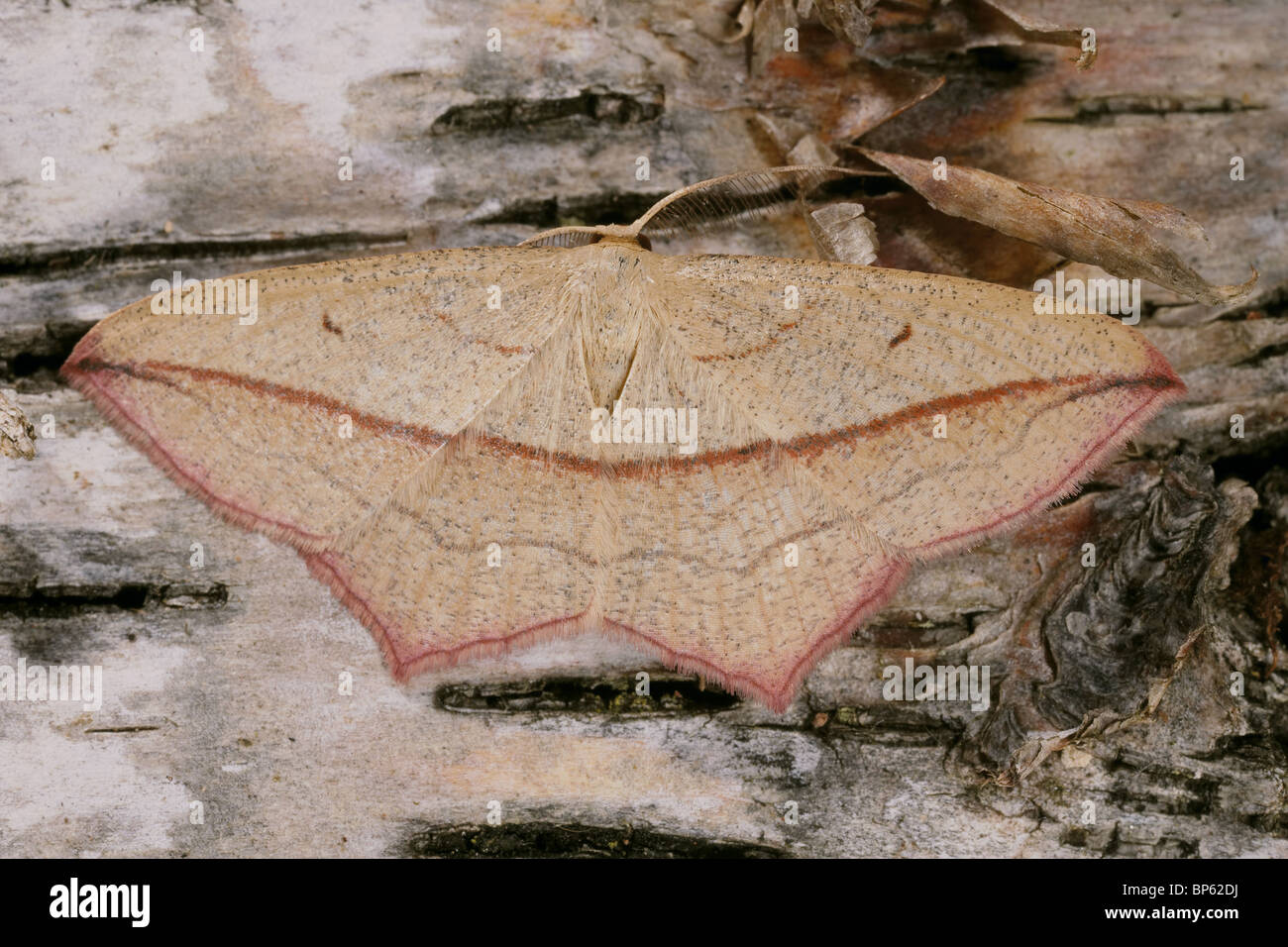 Blood vein, Timandra comae moth Stock Photo - Alamy
