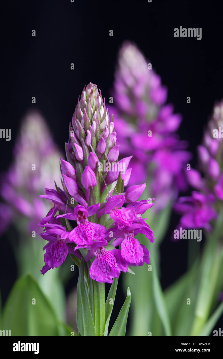 Madeira Orchid, Dactylorhiza foliosa Stock Photo - Alamy