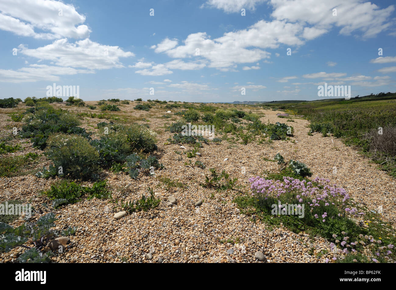 Shingle beach plants hi-res stock photography and images - Alamy