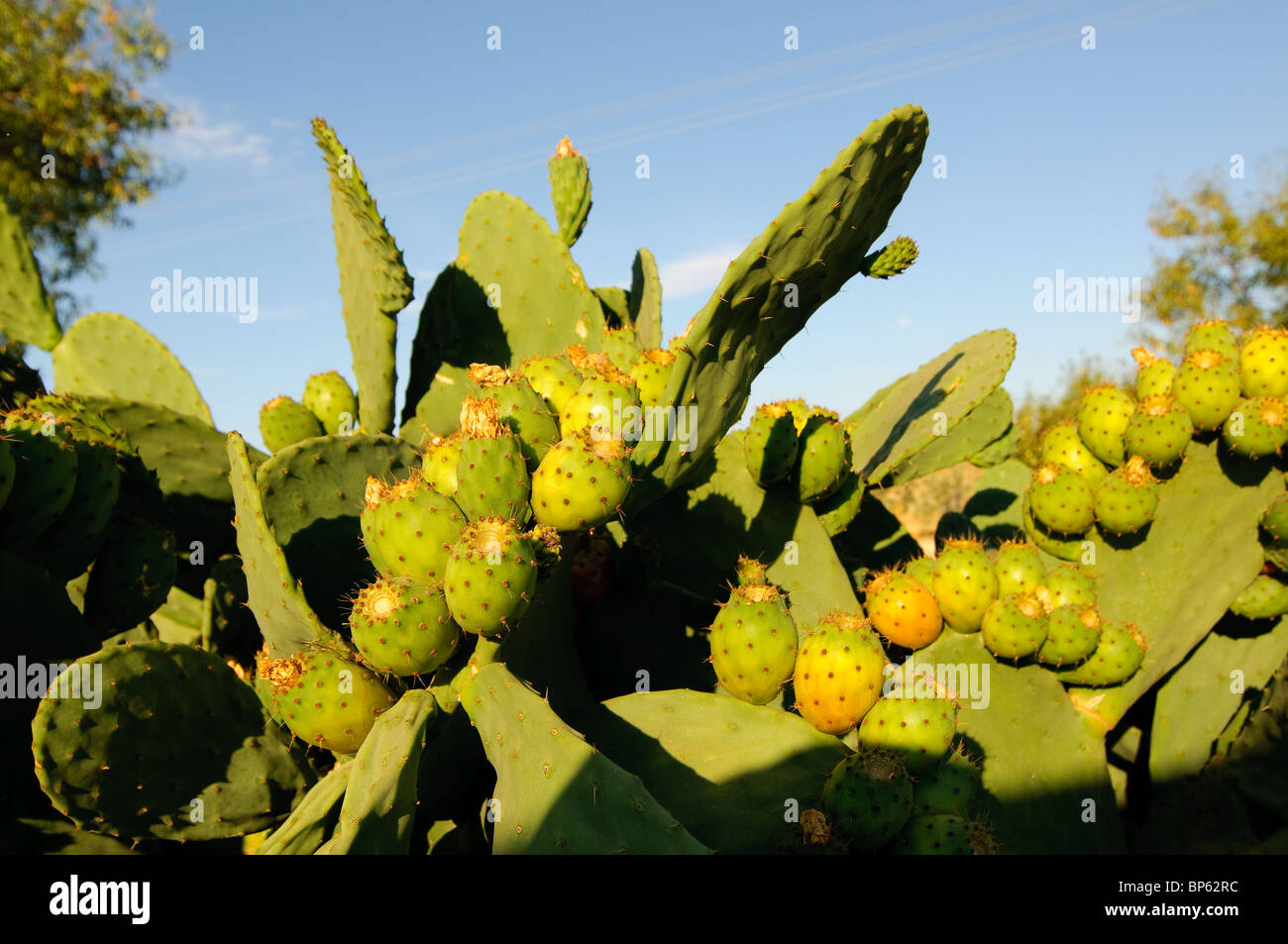 Prickly pears tree hi-res stock photography and images - Alamy