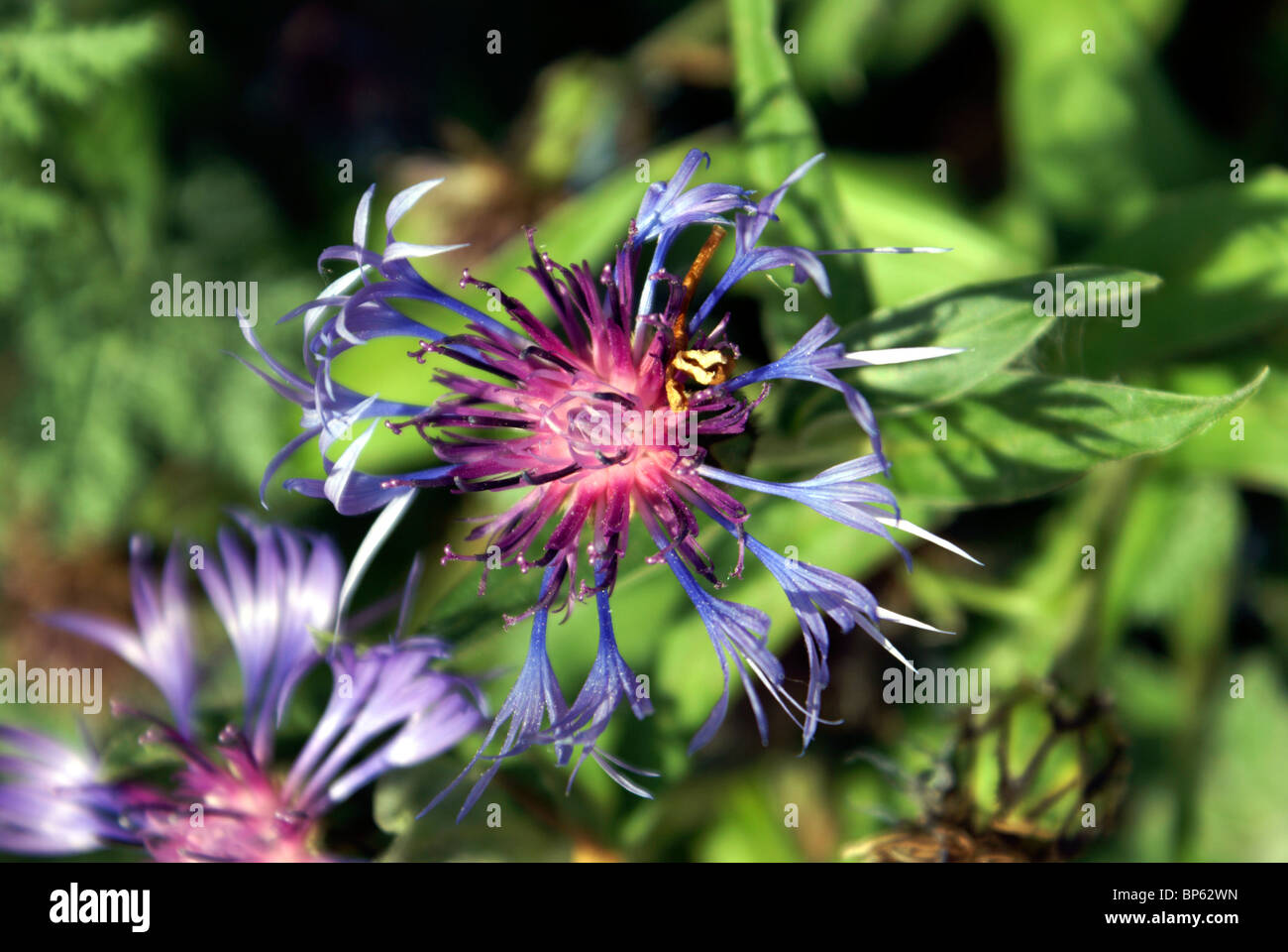 White mountain bluet hi-res stock photography and images - Alamy