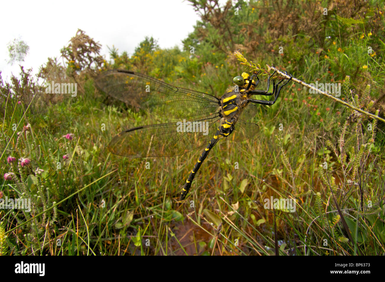 Male golden ringed dragonfly Stock Photo - Alamy