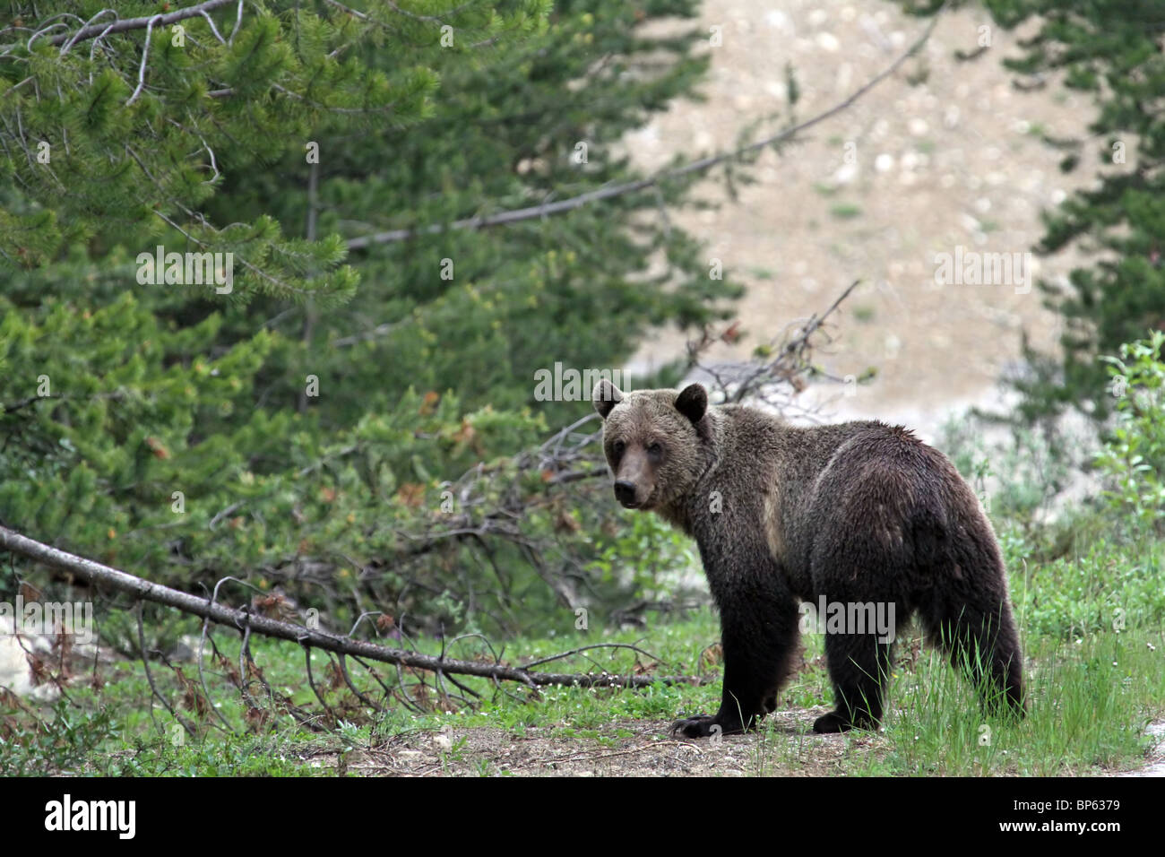 Grizzly Bear in a forest looking back at view Stock Photo - Alamy
