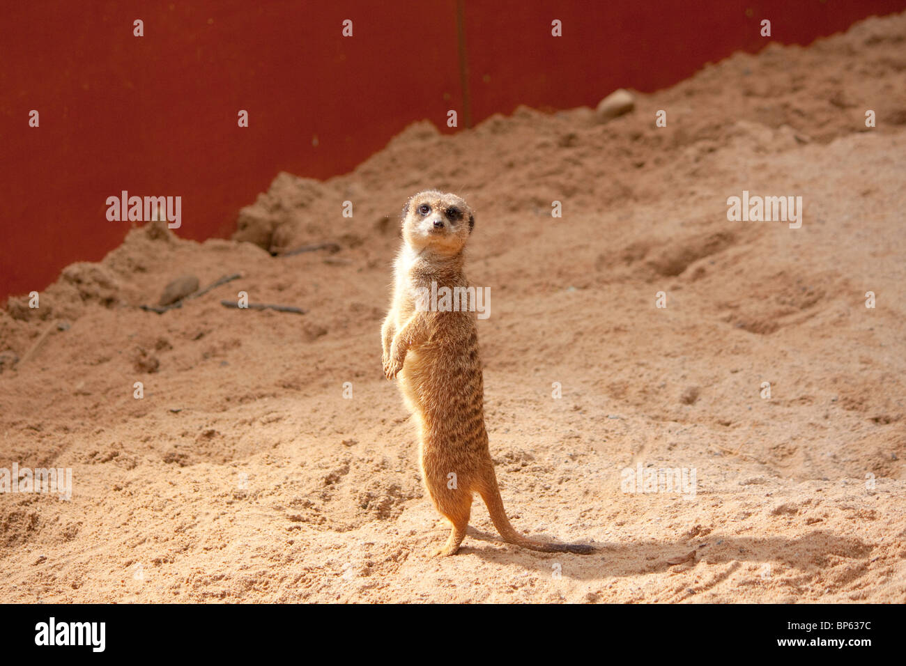 Small meerkat standing and looking Stock Photo - Alamy