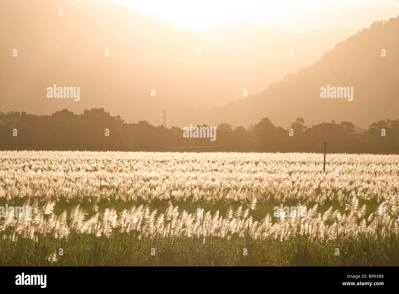 Sugar cane field Stock Photo - Alamy
