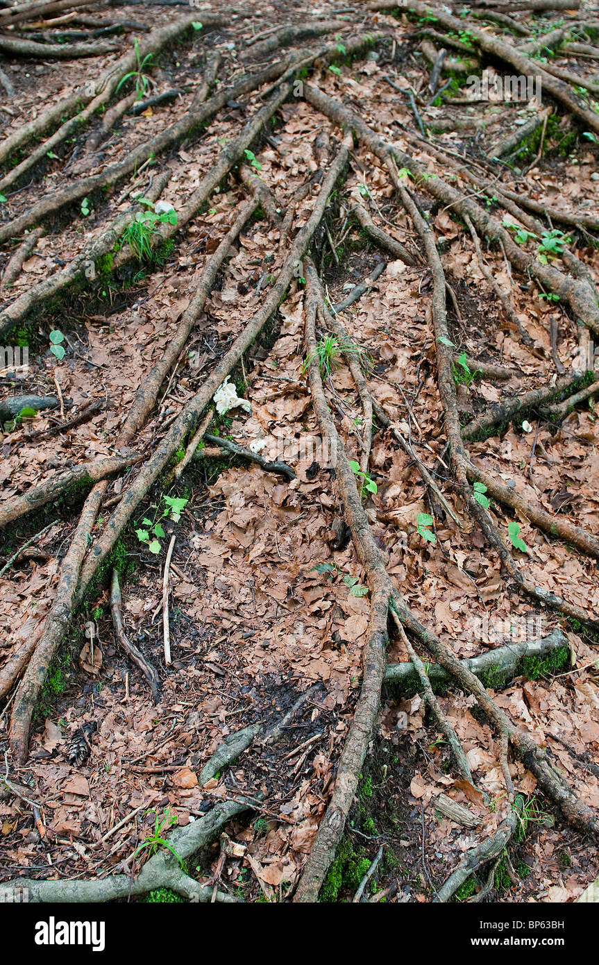 Pinewood tree hi-res stock photography and images - Alamy