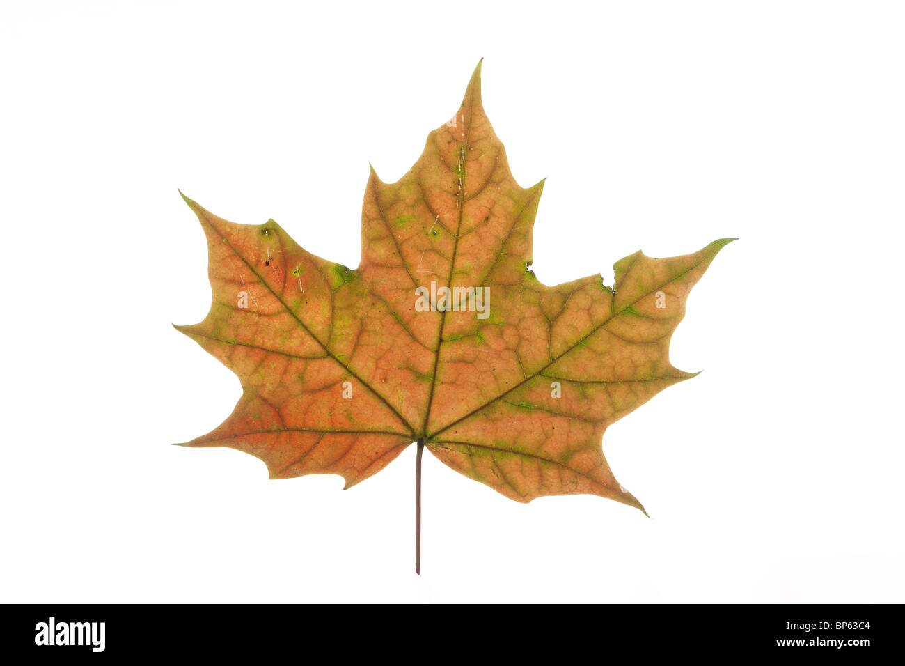 Maple leave close up isolated on white Stock Photo - Alamy