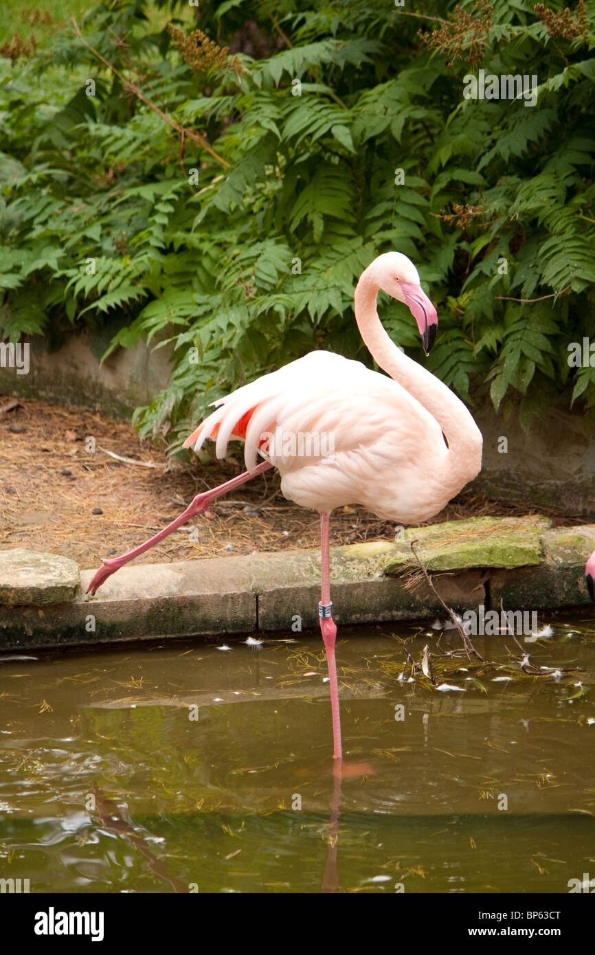 White flamingo portrait in nature Stock Photo - Alamy