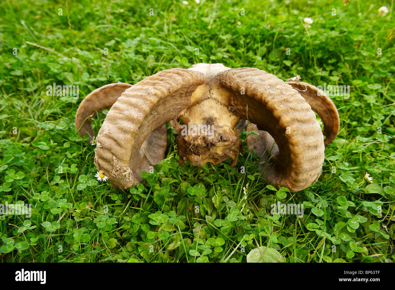 Skull of a Sheep Stock Photo - Alamy
