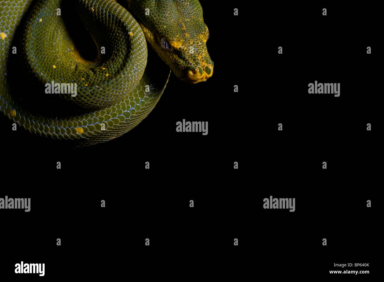 Python Strike High Resolution Stock Photography and Images - Alamy