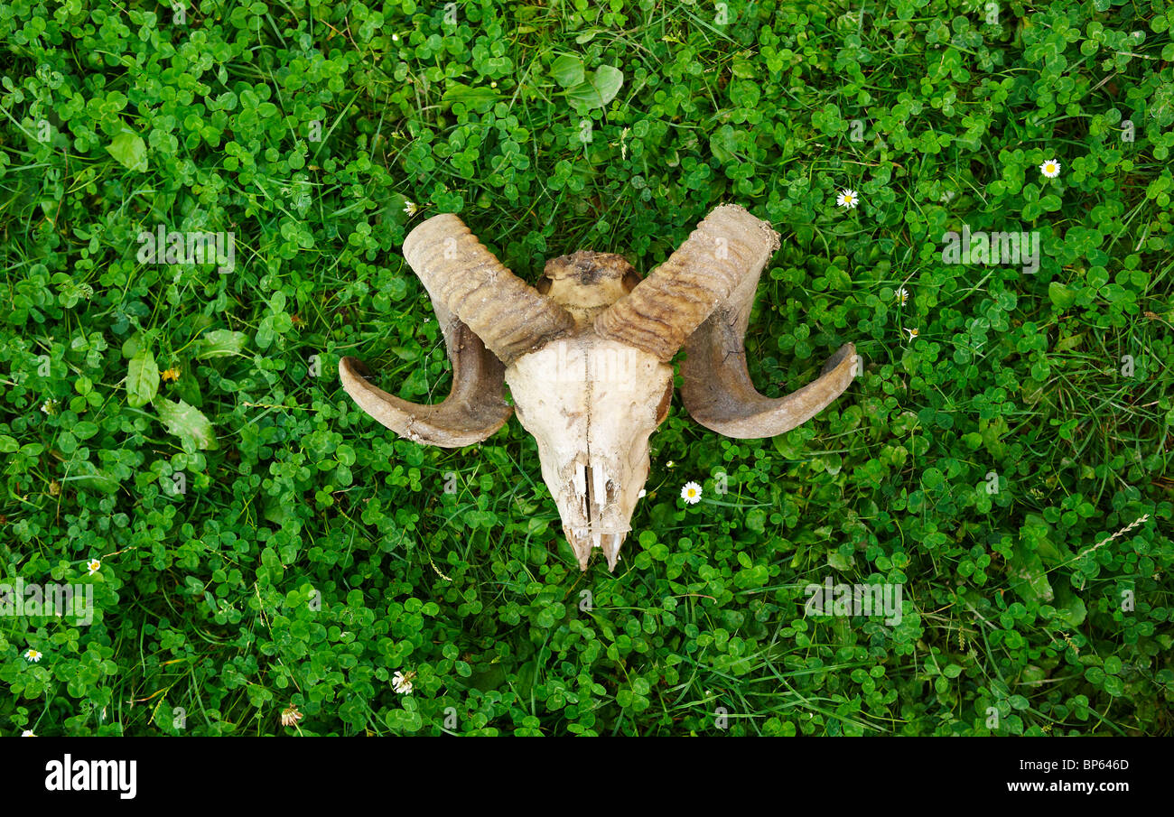 Skull of a Sheep Stock Photo - Alamy