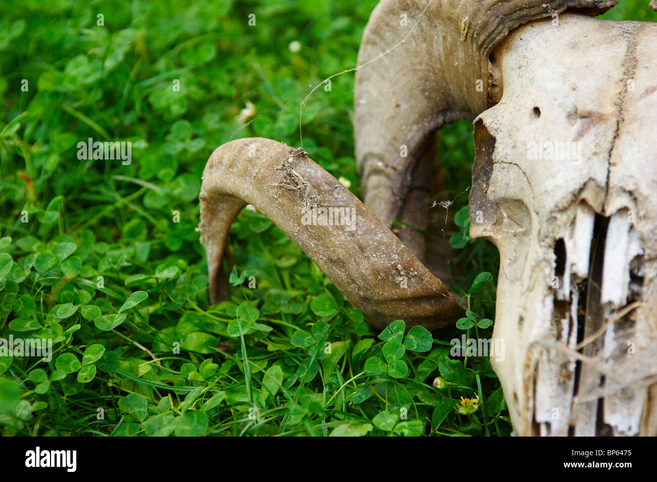Skull of a Sheep Stock Photo - Alamy