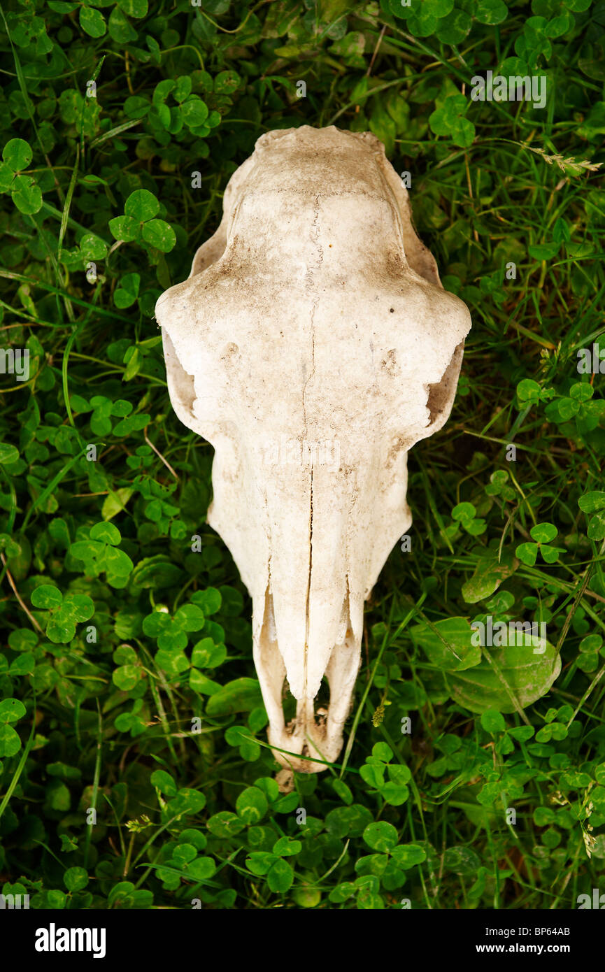 Skull of a Sheep Stock Photo - Alamy