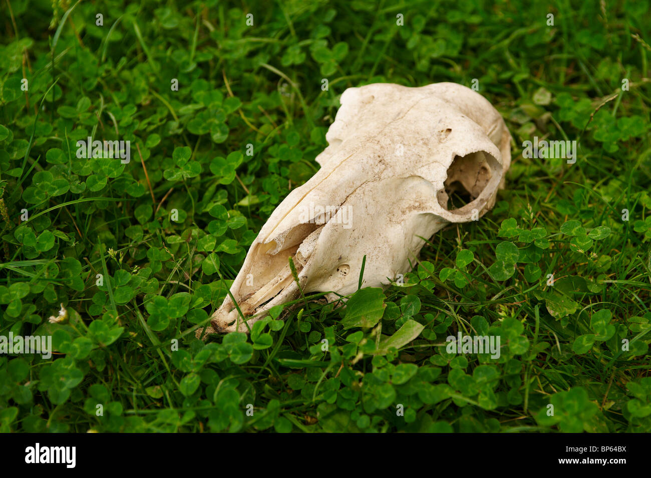 Skull of a Sheep Stock Photo - Alamy