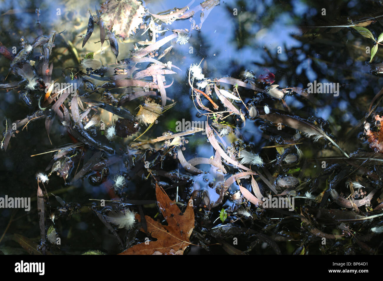 reflection on a pond Stock Photo - Alamy