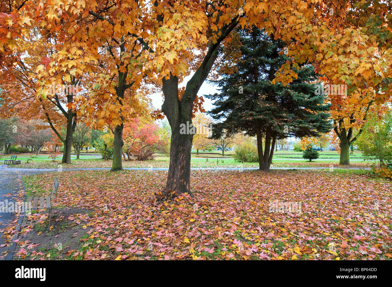 Big maple tree hi-res stock photography and images - Alamy