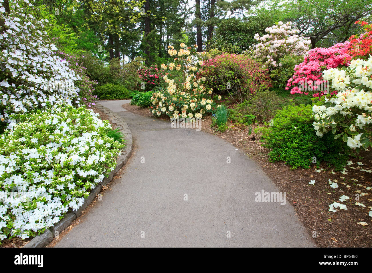 Portland, Oregon, United States Of America; Spring Flowers Along A Path ...