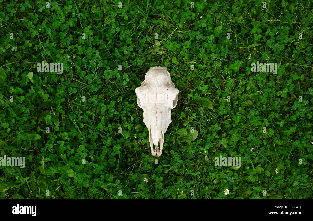 Skull of a Sheep Stock Photo - Alamy