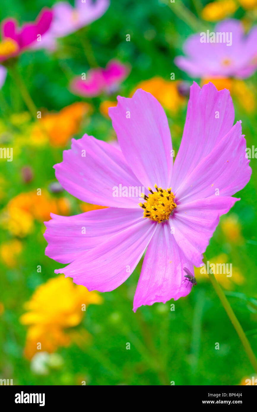 Cosmos flower close up on flowers background Stock Photo - Alamy