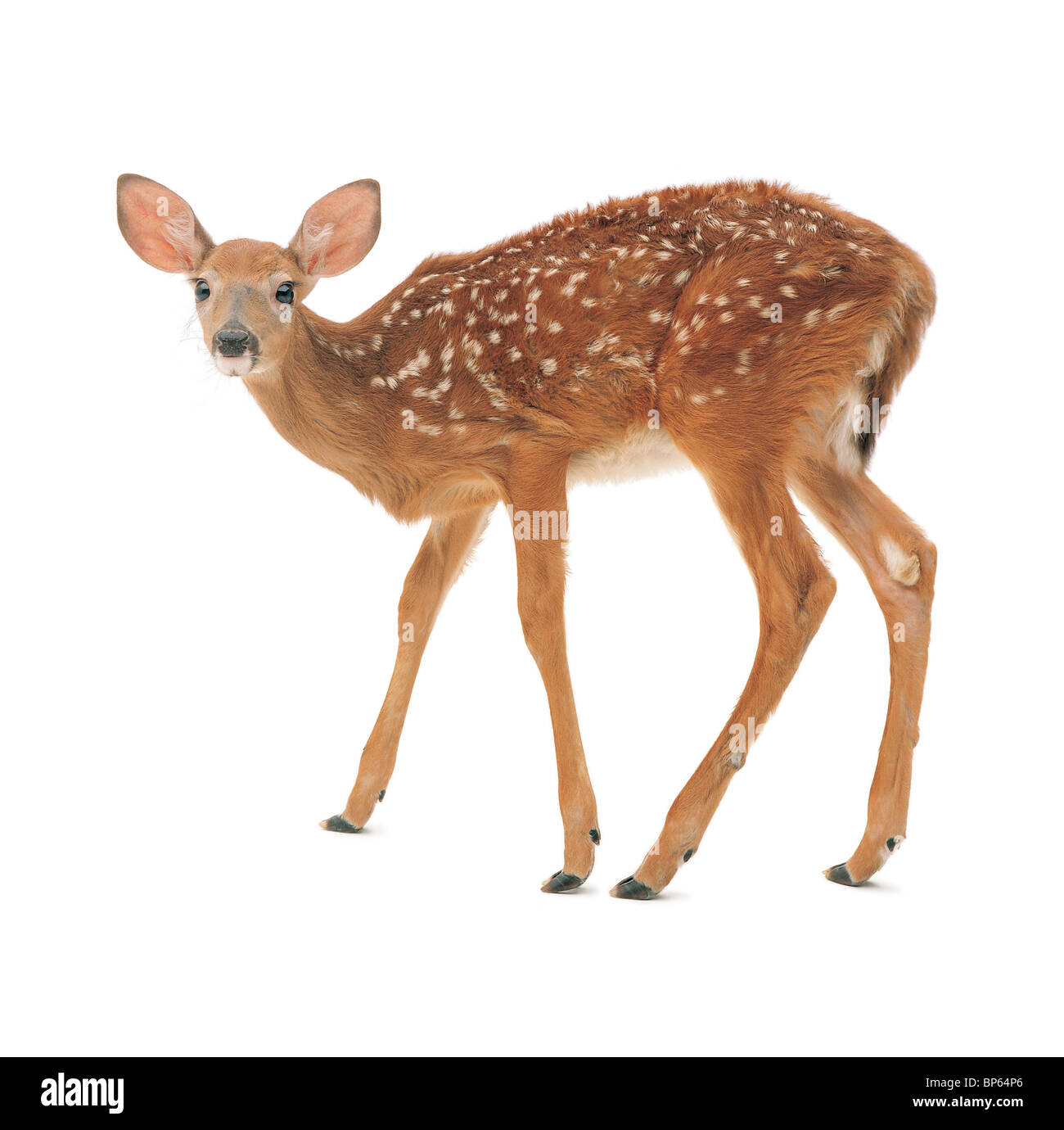 fawn standing and looking at camera on white Stock Photo - Alamy