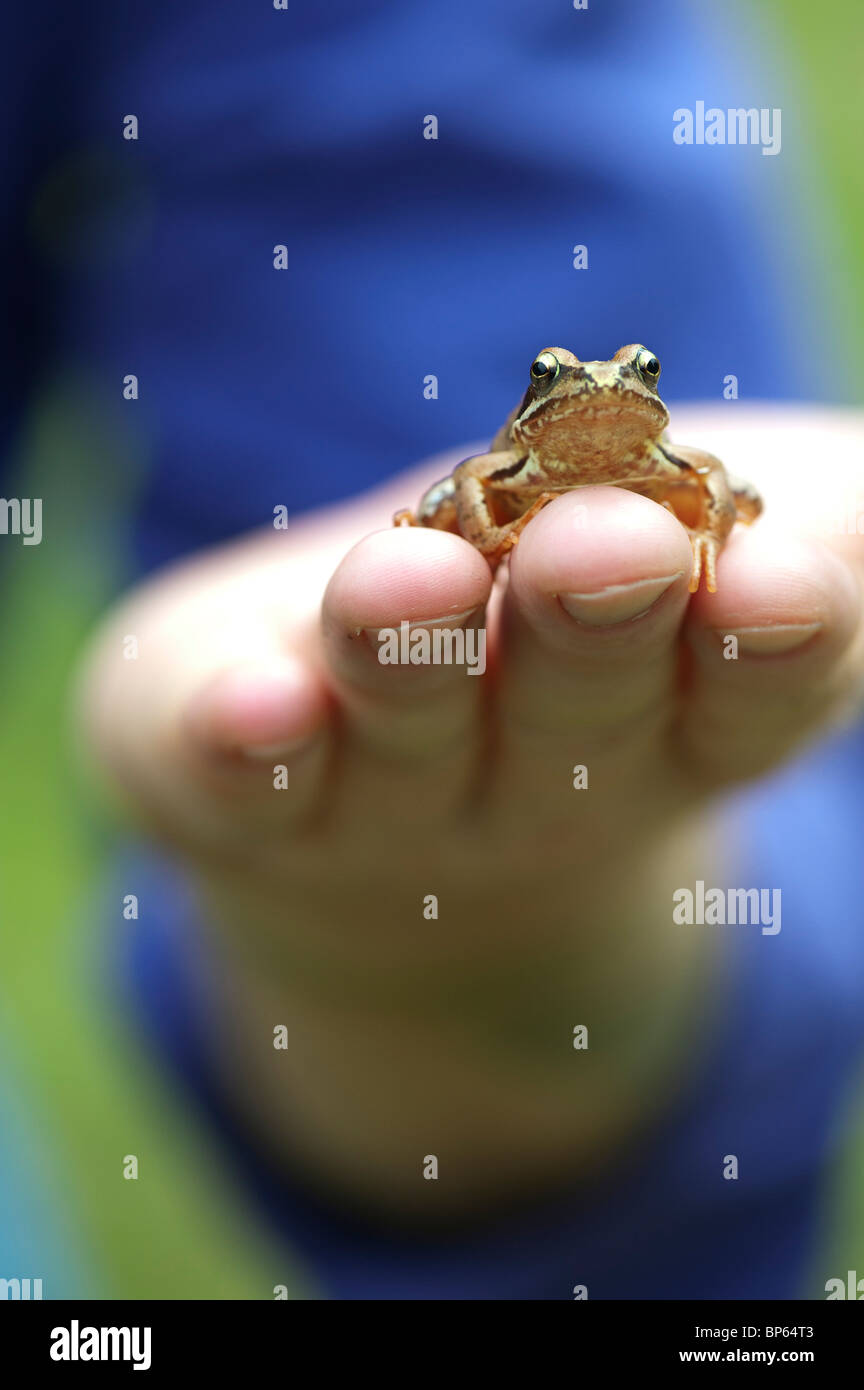 Rana Temporaria. Common garden Frog sitting on a mans hand Stock Photo ...