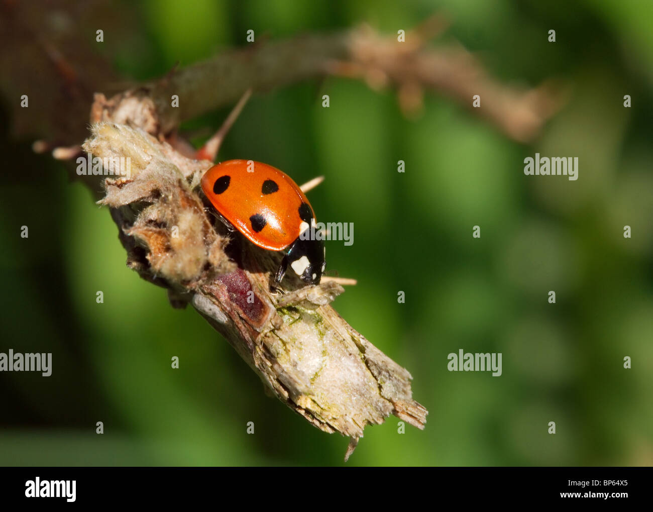 7 spot ladybird, Coccinella 7-punctata, photographed at the River Brock ...