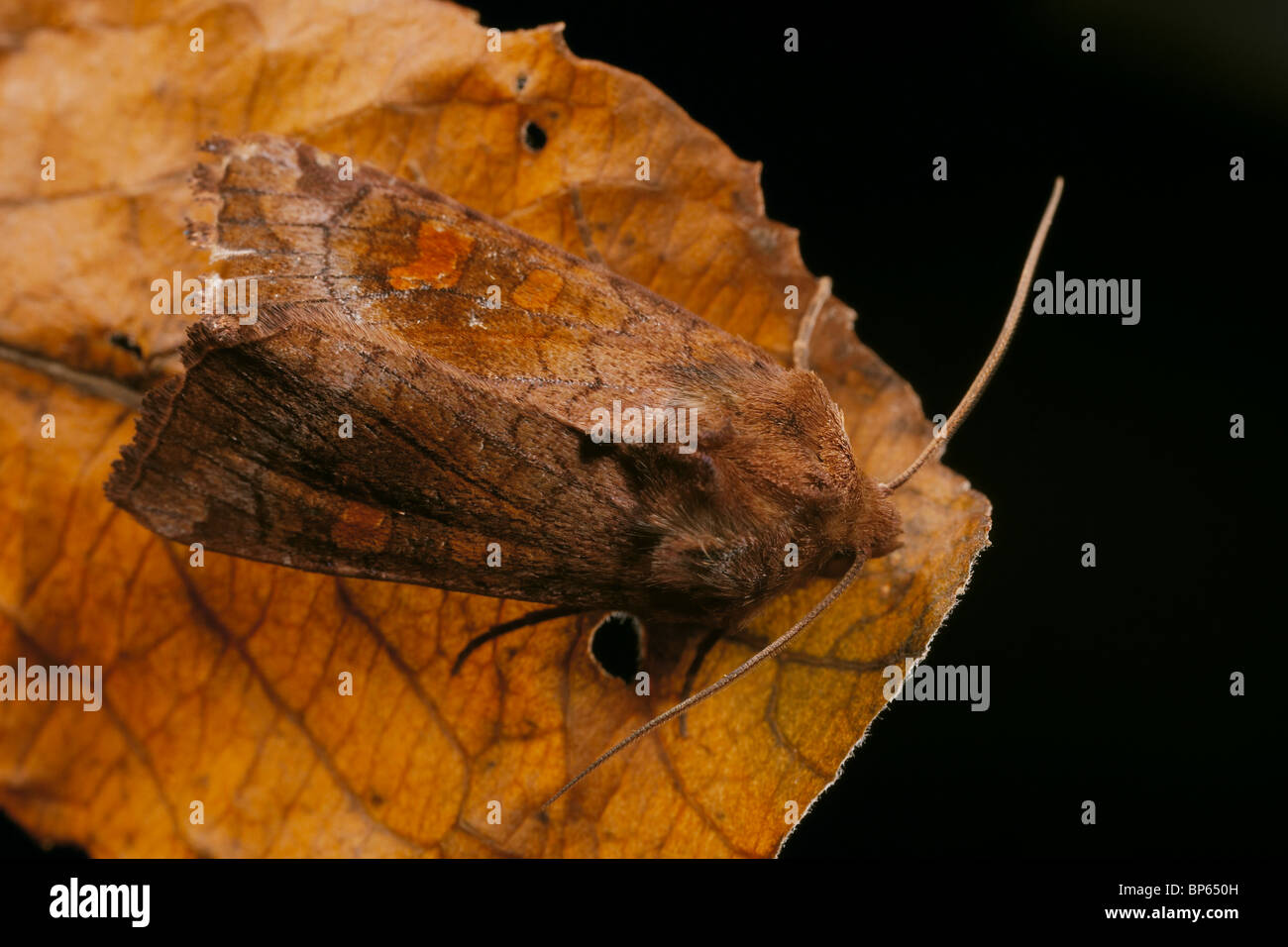 Crinan Ear, Amphipoea crinanensis moth, Crowle Moor nature reserve ...