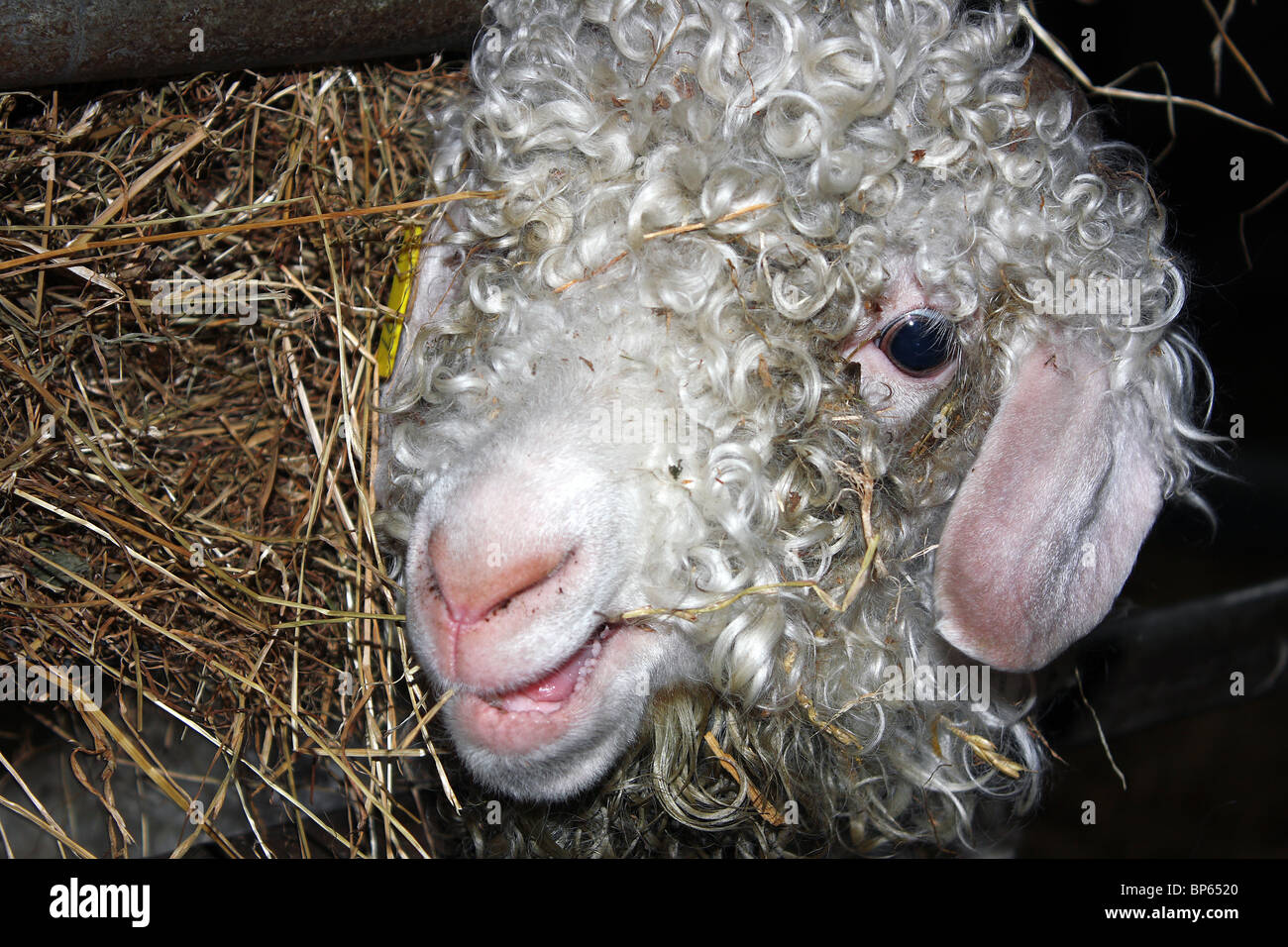A sheep laughing Stock Photo - Alamy
