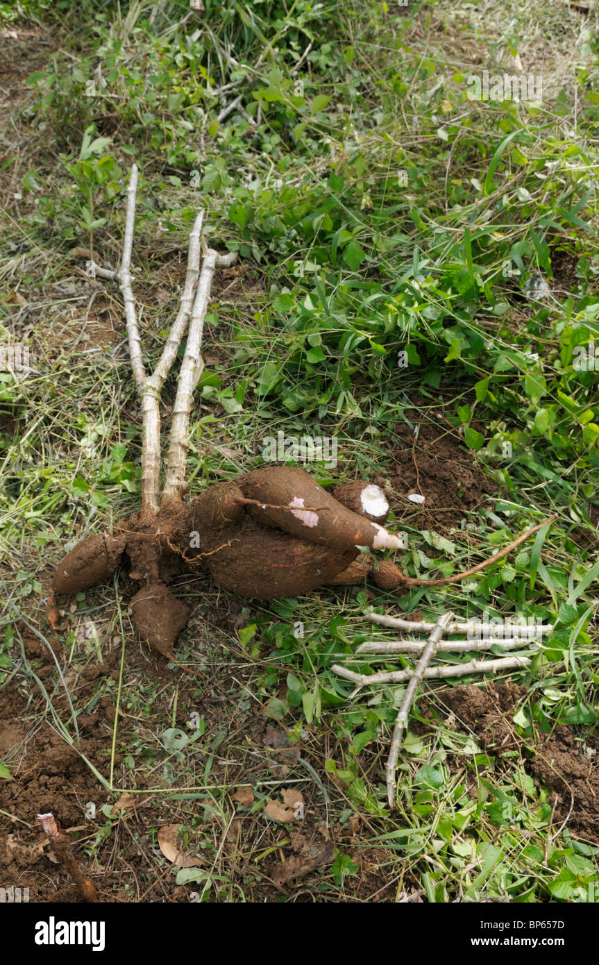 Tubers plant hi-res stock photography and images - Alamy