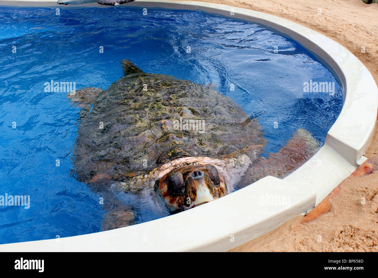 Tamar Project - turtles protections Stock Photo - Alamy
