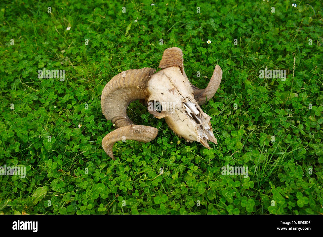 Skull of a Sheep Stock Photo - Alamy