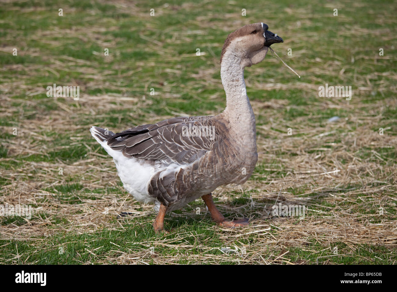 Brown African Goose Male